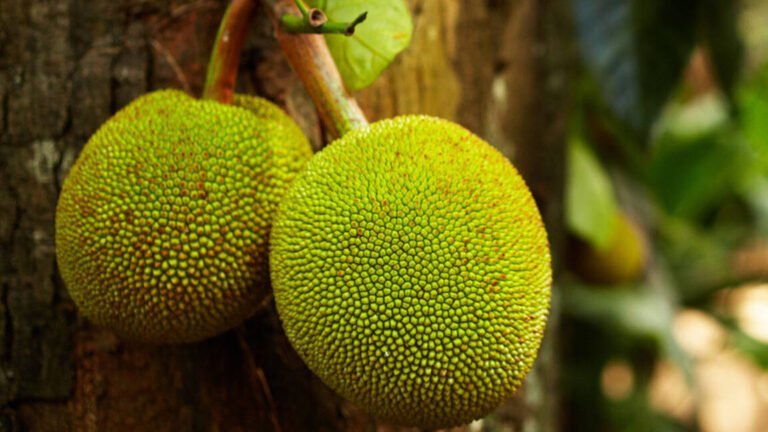 Ventajas Del árbol Del Pan Para Una Alimentación Sostenible